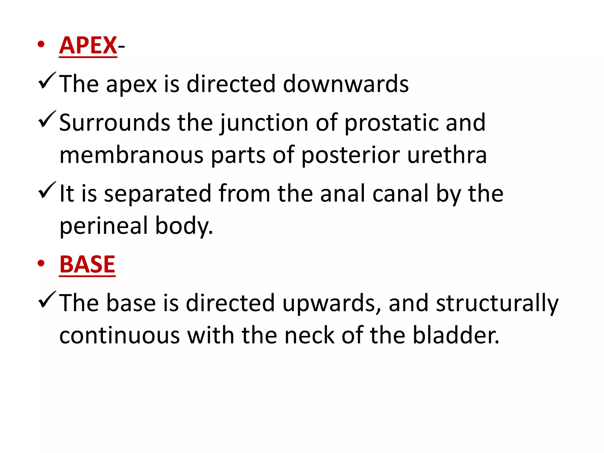 Prostate gland | PPTX