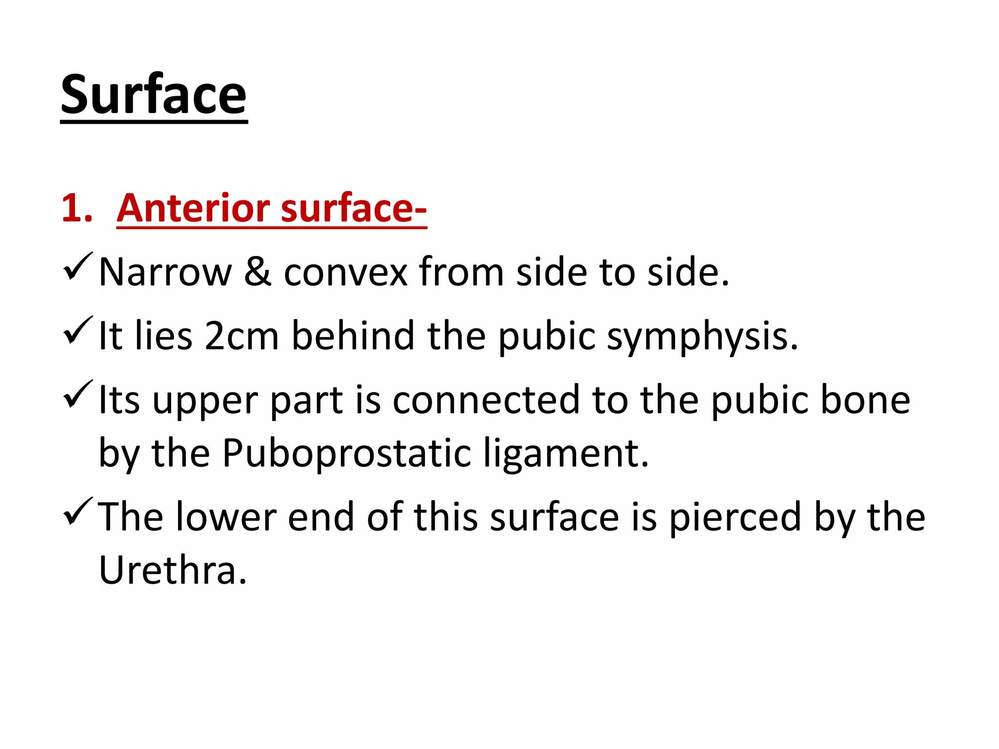 Prostate gland | PPTX