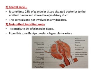 Prostate gland | PPTX