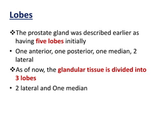 Prostate gland | PPTX