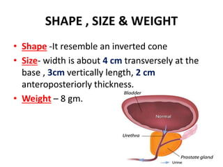 Prostate gland | PPTX