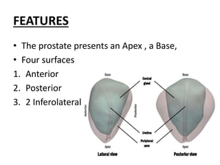 Prostate gland | PPTX