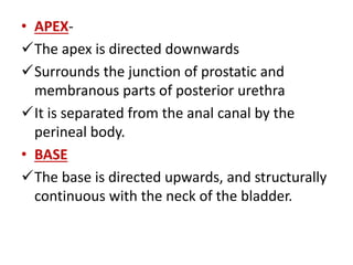 Prostate gland | PPTX