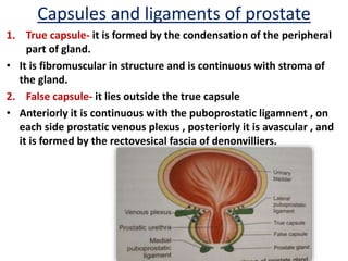 Prostate gland | PPT