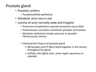 Prostate gland.pptx human anatomy human anatomy | PPTX