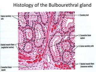 Prostate gland.pptx human anatomy human anatomy | PPTX
