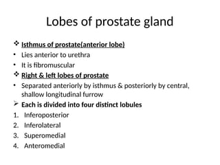 Prostate gland.pptxyyyuuuuuuuuuhydefggtr | PPT