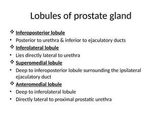Prostate gland.pptxyyyuuuuuuuuuhydefggtr | PPT