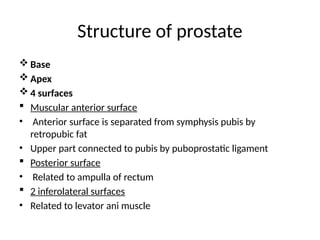 Prostate gland.pptxyyyuuuuuuuuuhydefggtr | PPT