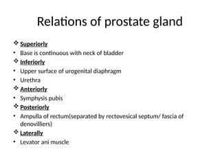 Prostate gland.pptxyyyuuuuuuuuuhydefggtr | PPT