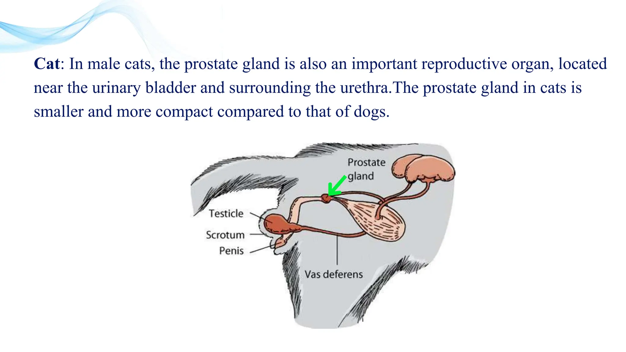 Prostate Gland in Animals: A Comprehensive Overview | PPTX