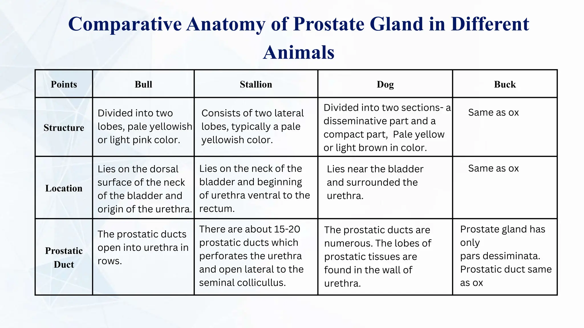Prostate Gland in Animals: A Comprehensive Overview | PPTX