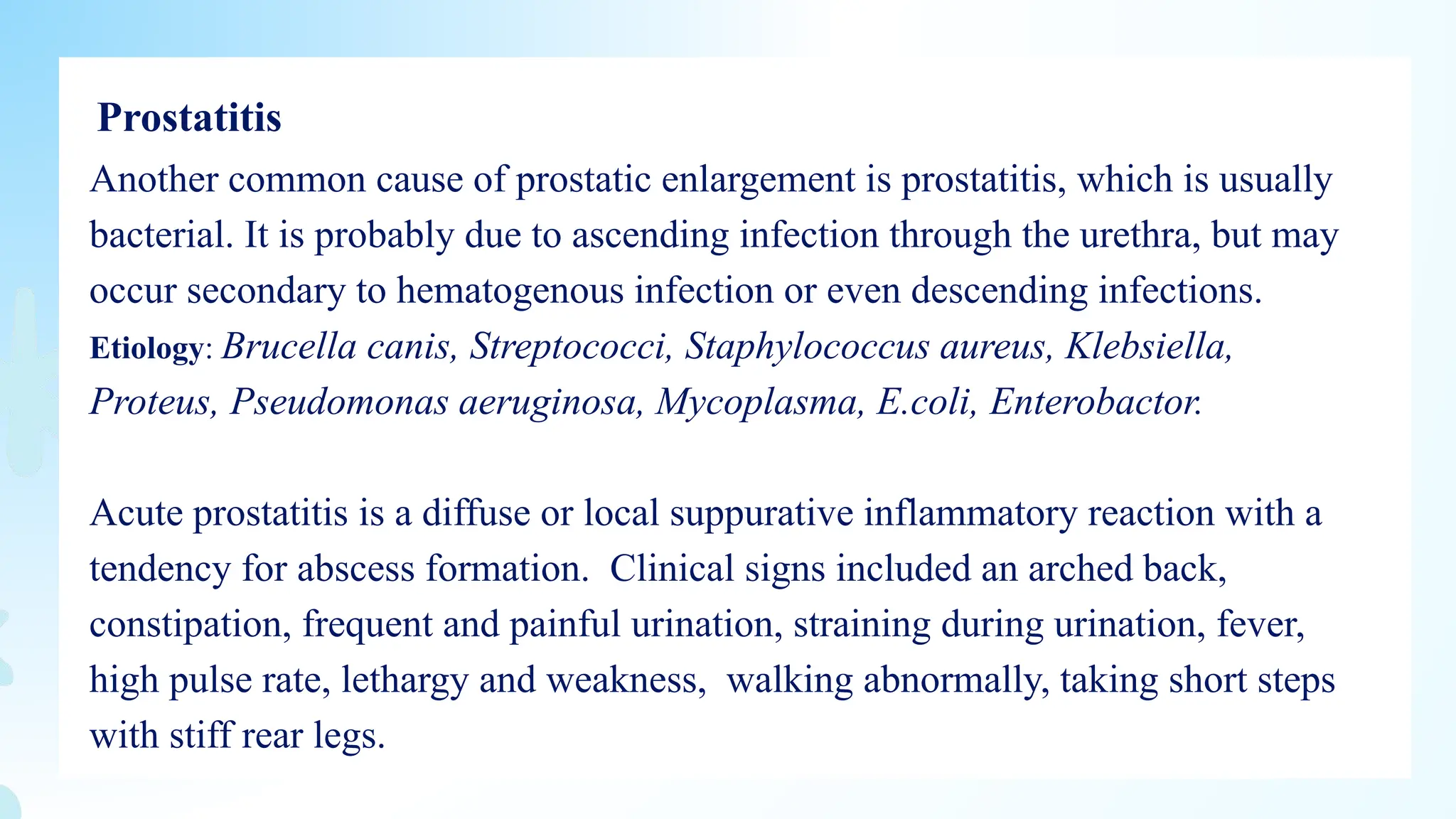 Prostate Gland in Animals: A Comprehensive Overview | PPTX