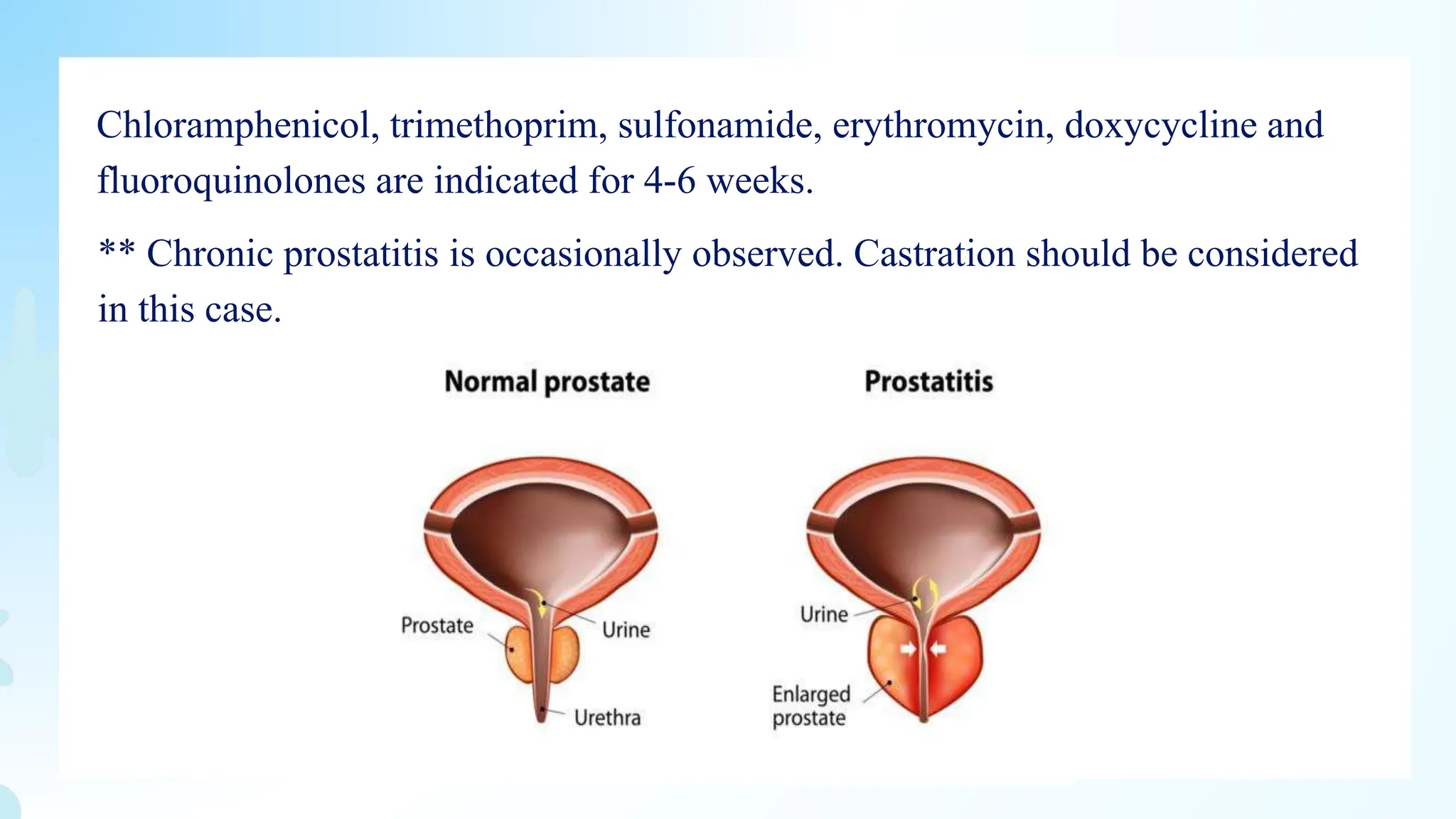 Prostate Gland in Animals: A Comprehensive Overview | PPTX