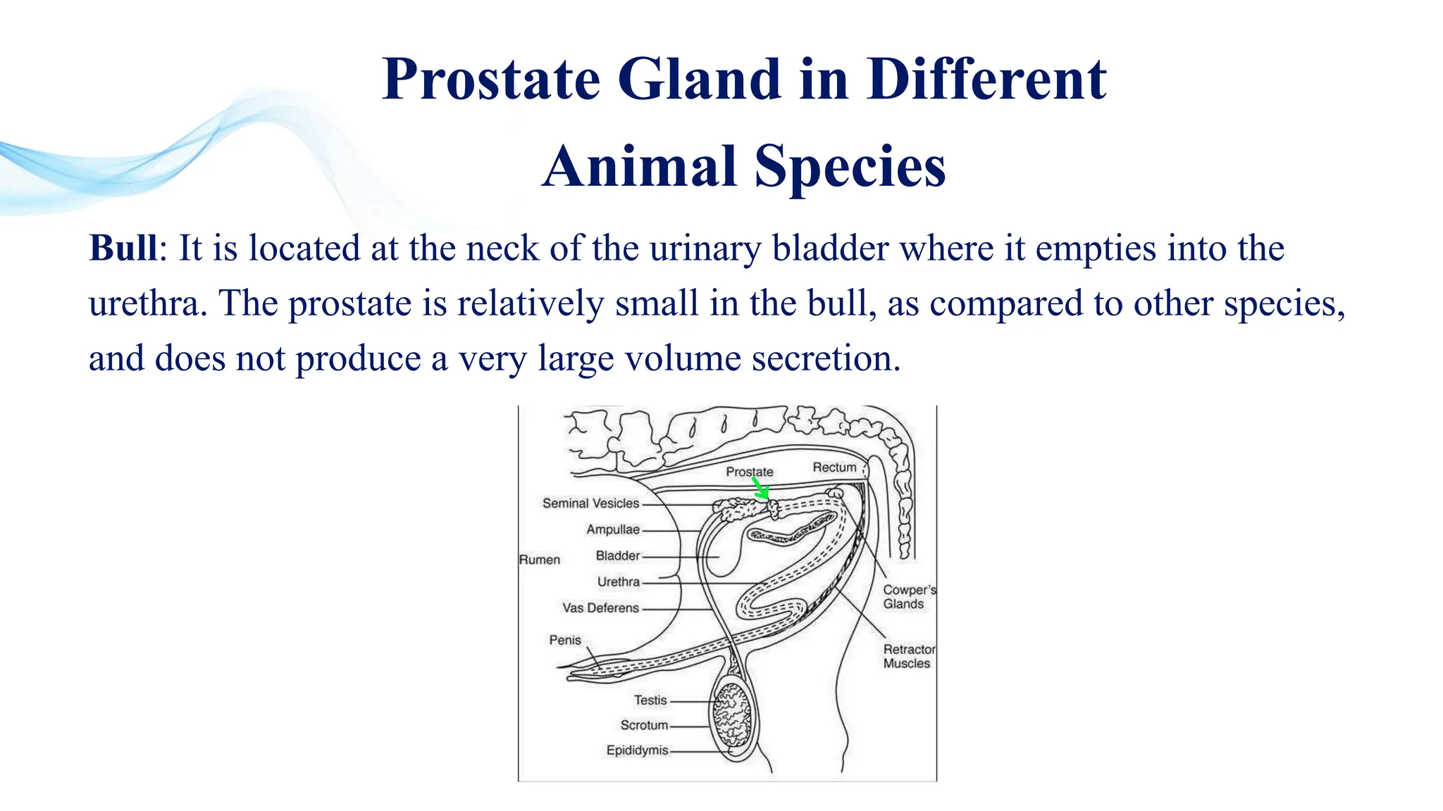 Prostate Gland in Animals: A Comprehensive Overview | PPTX