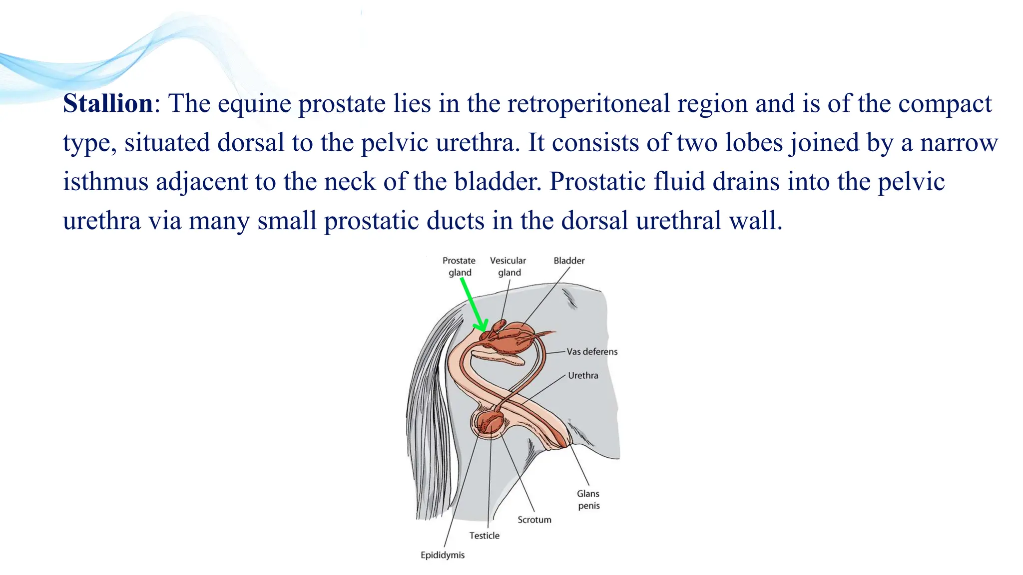 Prostate Gland in Animals: A Comprehensive Overview | PPTX