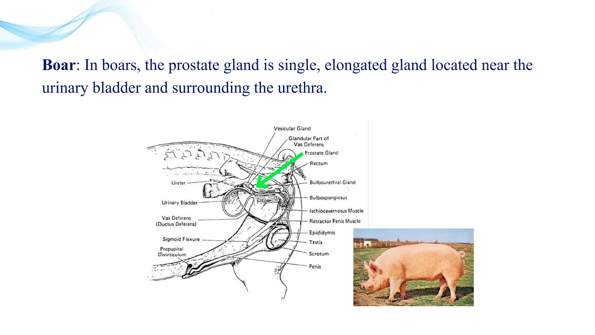 Prostate Gland in Animals: A Comprehensive Overview | PPTX