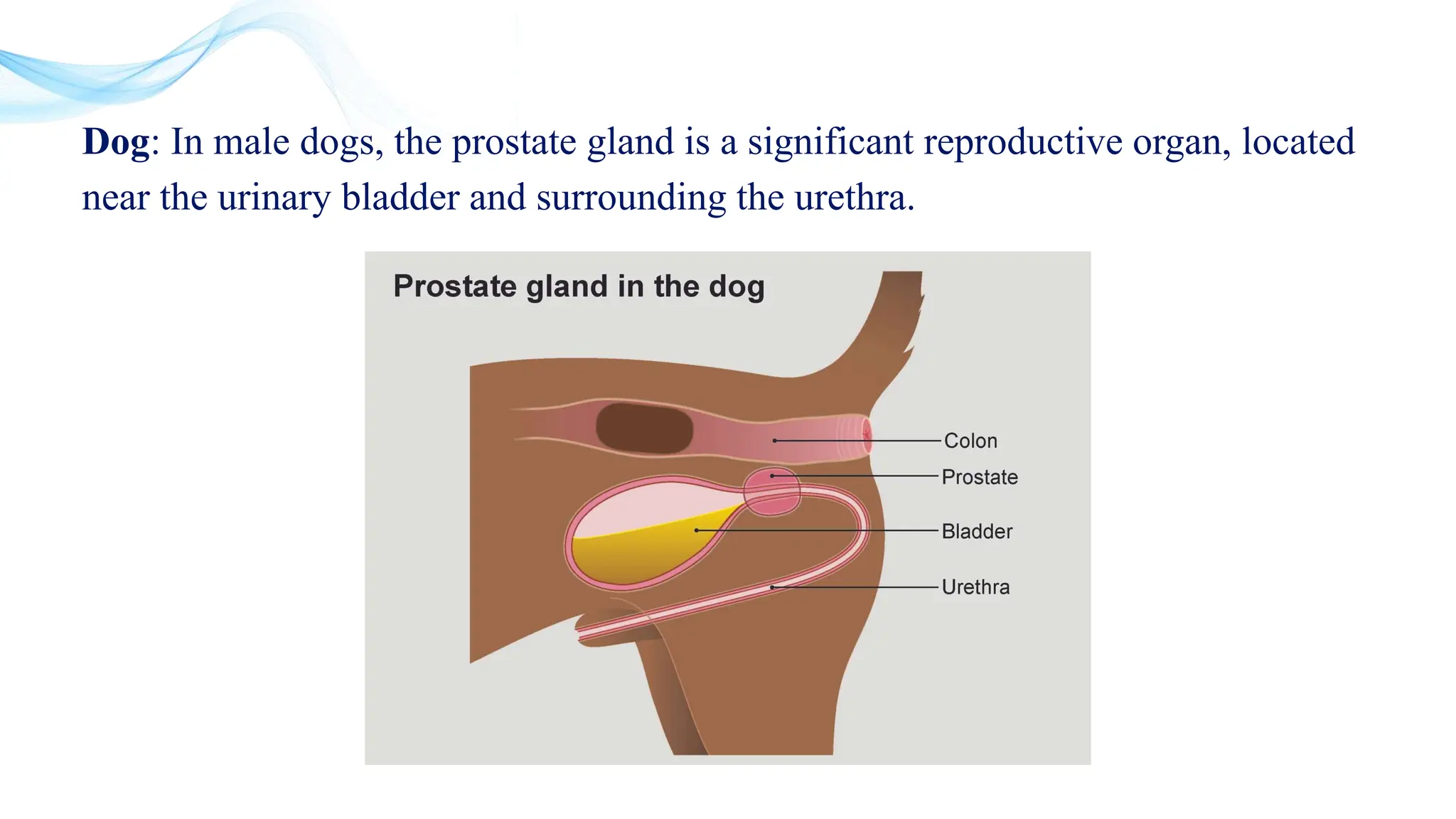 Vergroerte Prostata Hund Hausmittel
