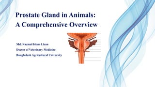 Prostate Gland in Animals: A Comprehensive Overview | PPTX