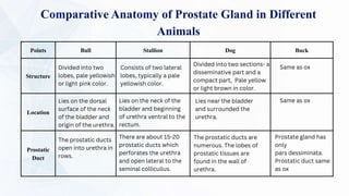 Prostate Gland in Animals: A Comprehensive Overview | PPTX