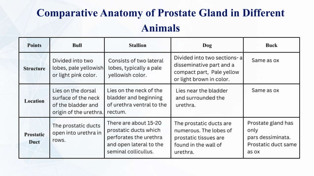 Prostate Gland in Animals: A Comprehensive Overview | PPTX | Endocrine ...