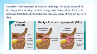 Prostate Gland in Animals: A Comprehensive Overview | PPTX