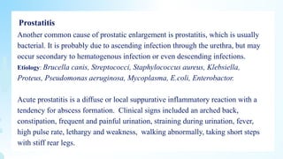 Prostate Gland in Animals: A Comprehensive Overview | PPTX | Endocrine ...