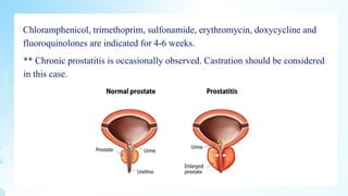 Prostate Gland in Animals: A Comprehensive Overview | PPTX | Endocrine ...