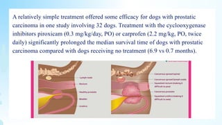 Prostate Gland in Animals: A Comprehensive Overview | PPTX