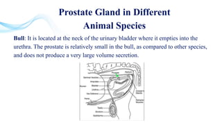 Prostate Gland in Animals: A Comprehensive Overview | PPTX | Endocrine ...