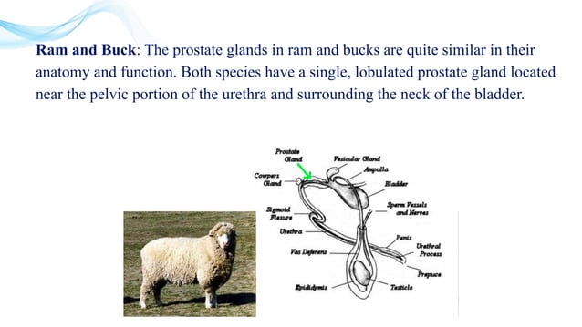 Prostate Gland in Animals: A Comprehensive Overview | PPTX | Endocrine ...