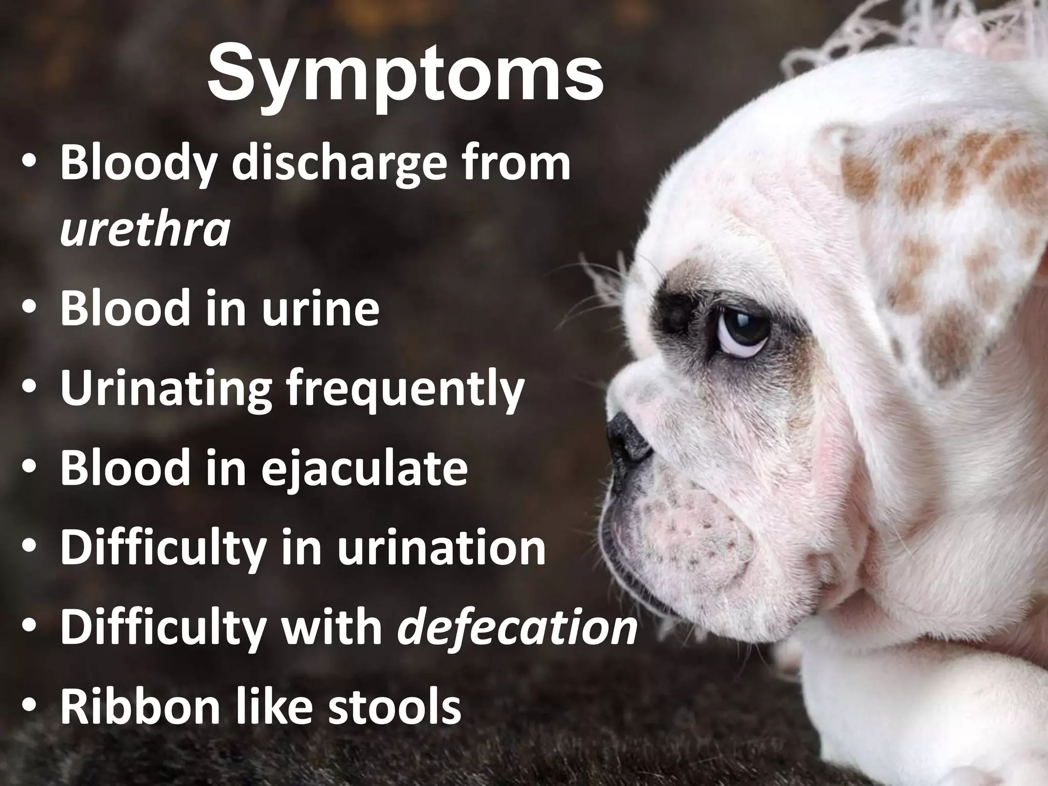 Prostate hyperplasia of Dog | PPTX