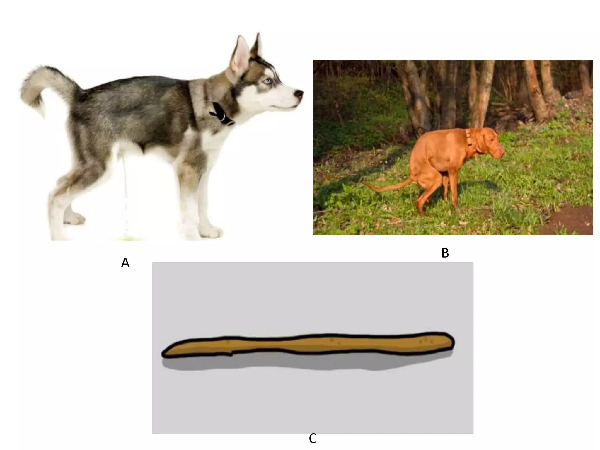 Prostate hyperplasia of Dog | PPTX