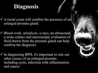 Prostate hyperplasia of Dog | PPTX