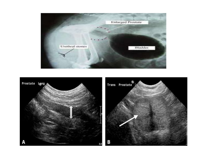 Prostate hyperplasia of Dog | PPTX | Sexual Conditions | Sexual Health