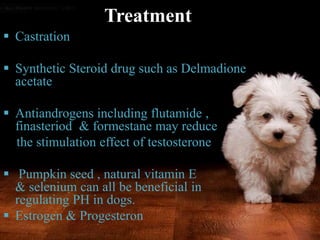 Prostate hyperplasia of Dog | PPTX