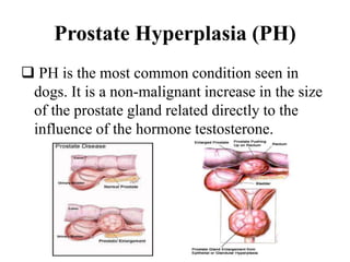 Prostate hyperplasia of Dog | PPTX