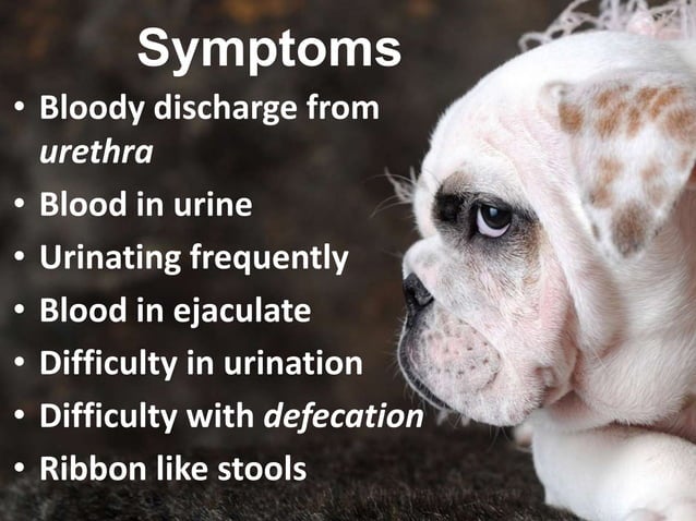 Prostate hyperplasia of Dog | PPTX | Sexual Conditions | Sexual Health
