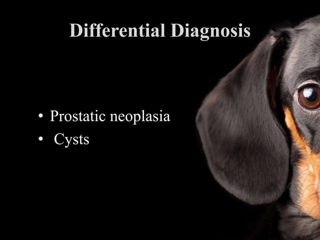 Prostate hyperplasia of Dog | PPTX | Sexual Conditions | Sexual Health