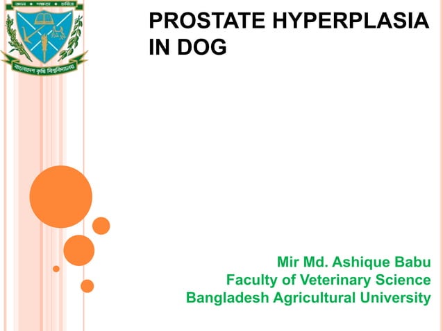Prostate hyperplasia in Dog | PPTX | Endocrine and Metabolic Diseases ...
