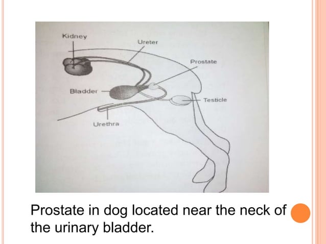 Prostate hyperplasia in Dog | PPTX | Endocrine and Metabolic Diseases ...
