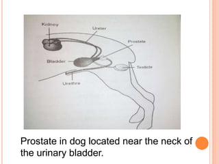 Where Is The Prostate Located In A Dog