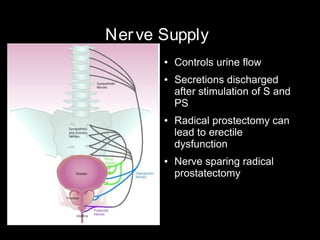 Anatomy, pathology an staging work up of prostate cancer | ODP