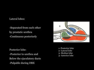 Anatomy, pathology an staging work up of prostate cancer | ODP