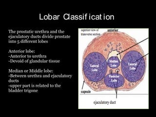 Prostate Gland Lobes