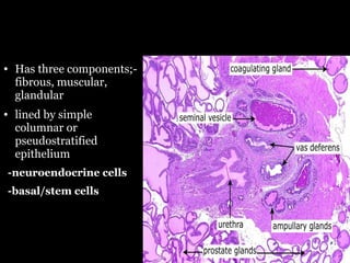 Prostate Histology Labeled