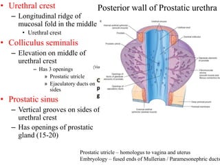 Prostate and urethra | PDF