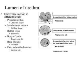 Prostate and urethra | PDF