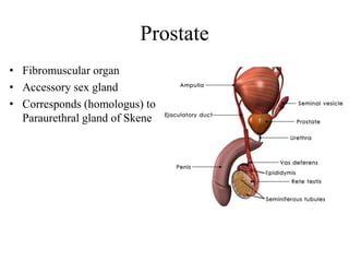 Periurethral Glands