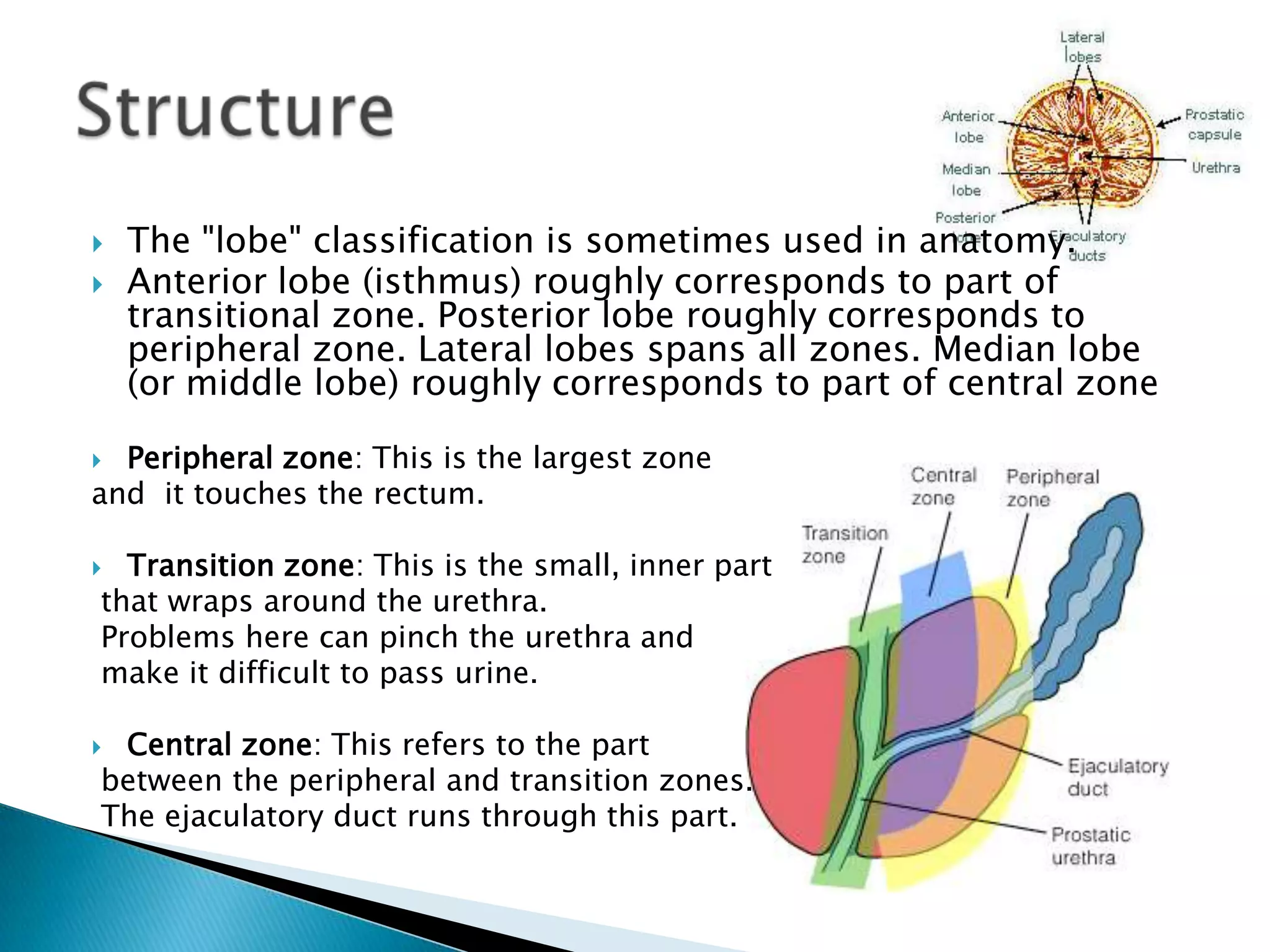 Prostatomegaly | PPTX